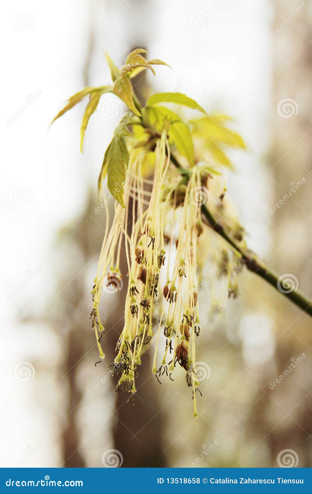 Male Flowers of Ash-leaved Maple Stock Photo - Image of male, branch ...