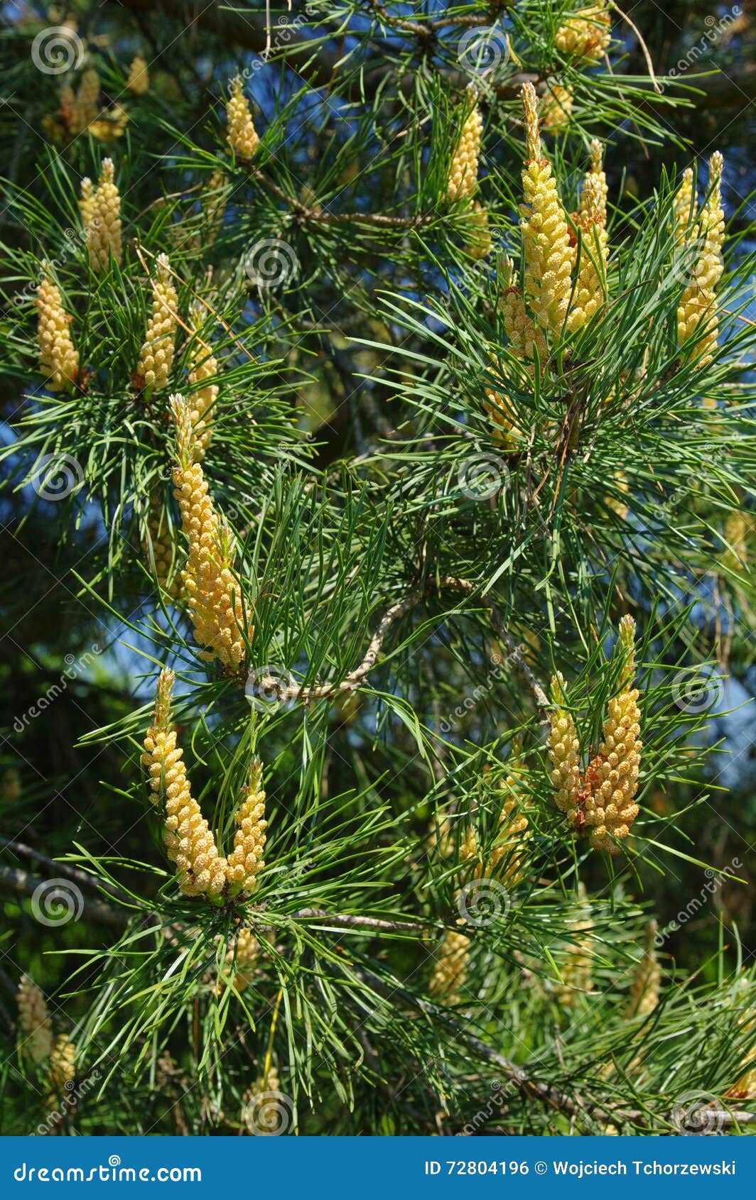Male flowers of the pine stock photo. Image of spring - 72804196