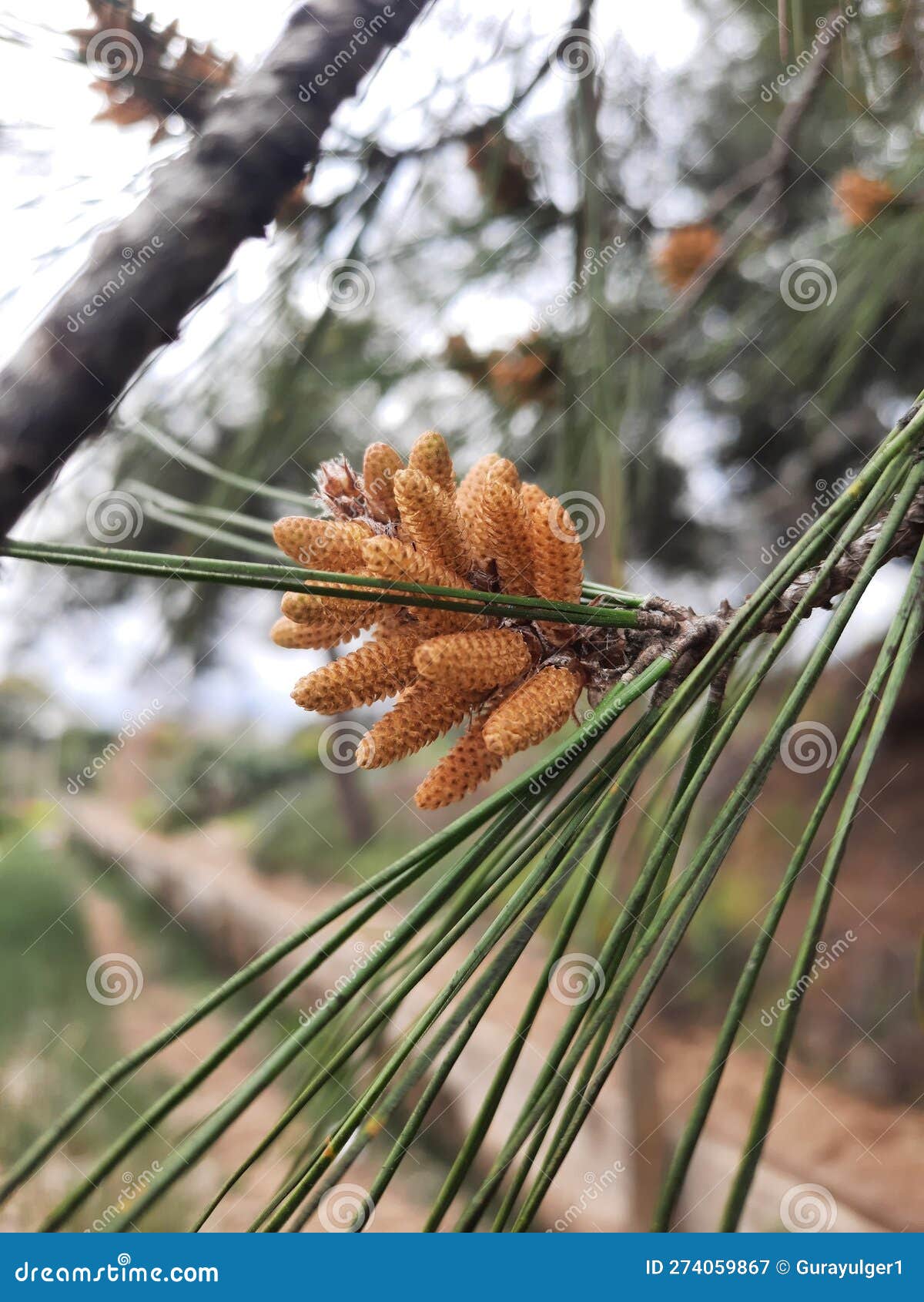 Pine tree flowers stock image. Image of male, grass - 274059867
