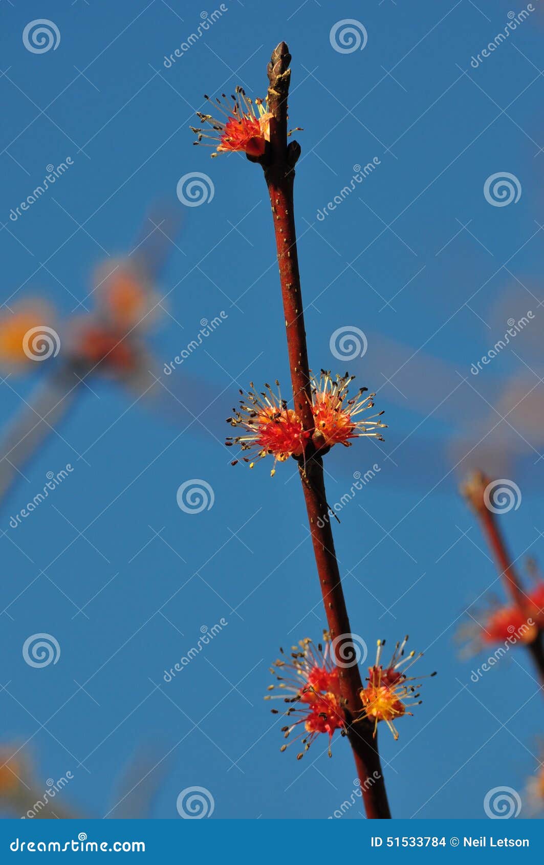 Male Flowers on Red Maple Tree Stock Photo - Image of perfect, plant ...