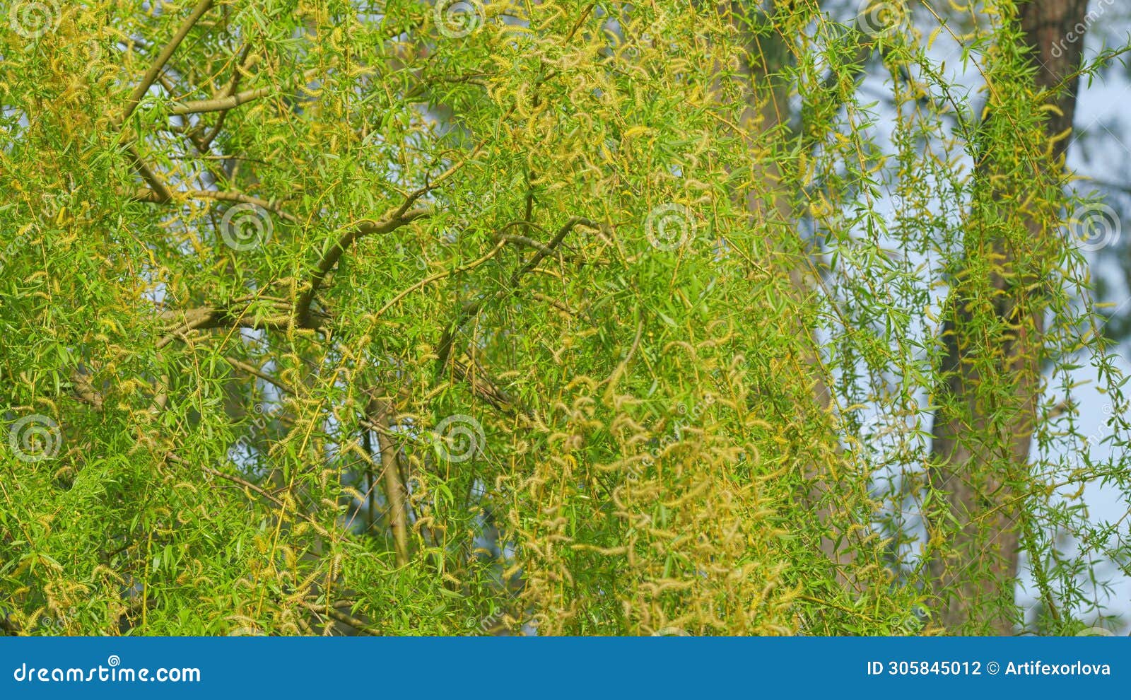 Male Flowers of the Weeping Willow. Big Beautiful Tree. Close Up. Stock ...