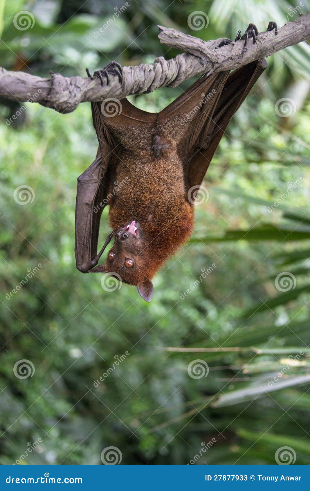 Male Flying Fox stock image. Image of nature, wildlife - 27877933