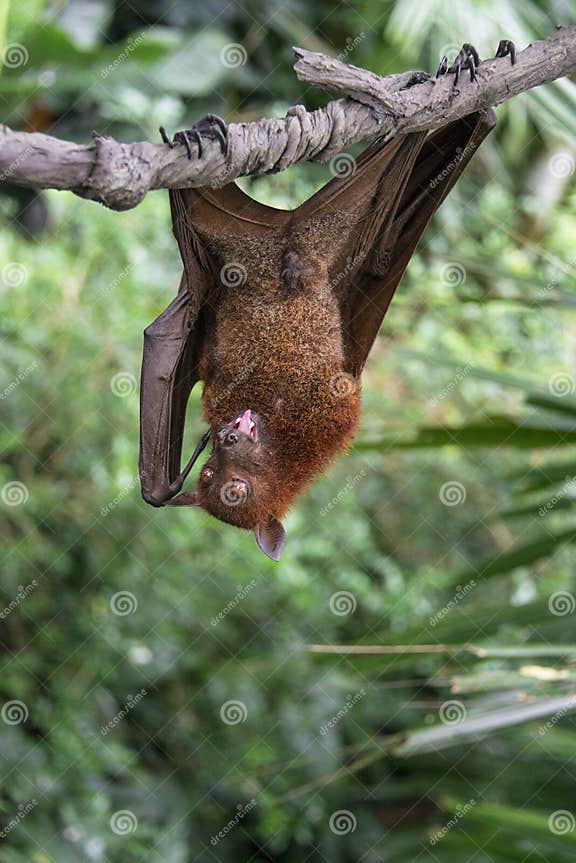 Male Flying Fox stock image. Image of nature, wildlife - 27877933