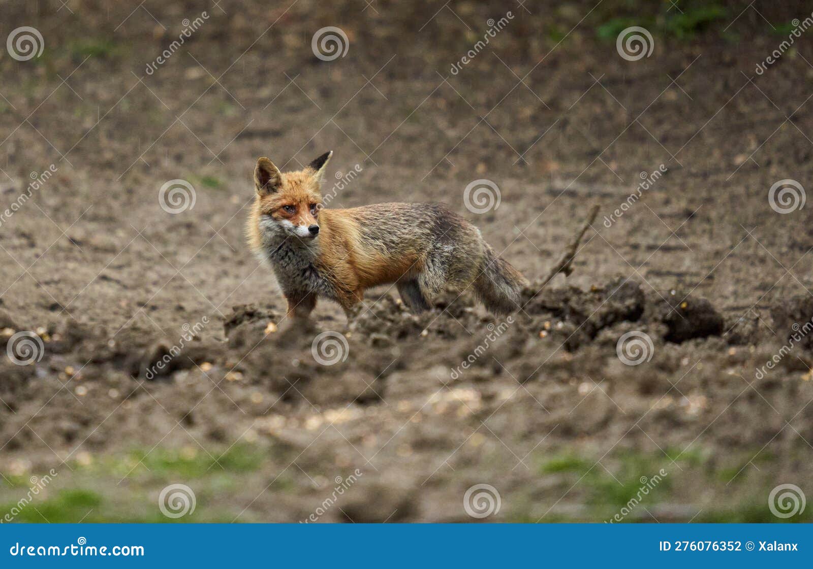 Male fox in the forest stock photo. Image of grass, wildlife - 276076352