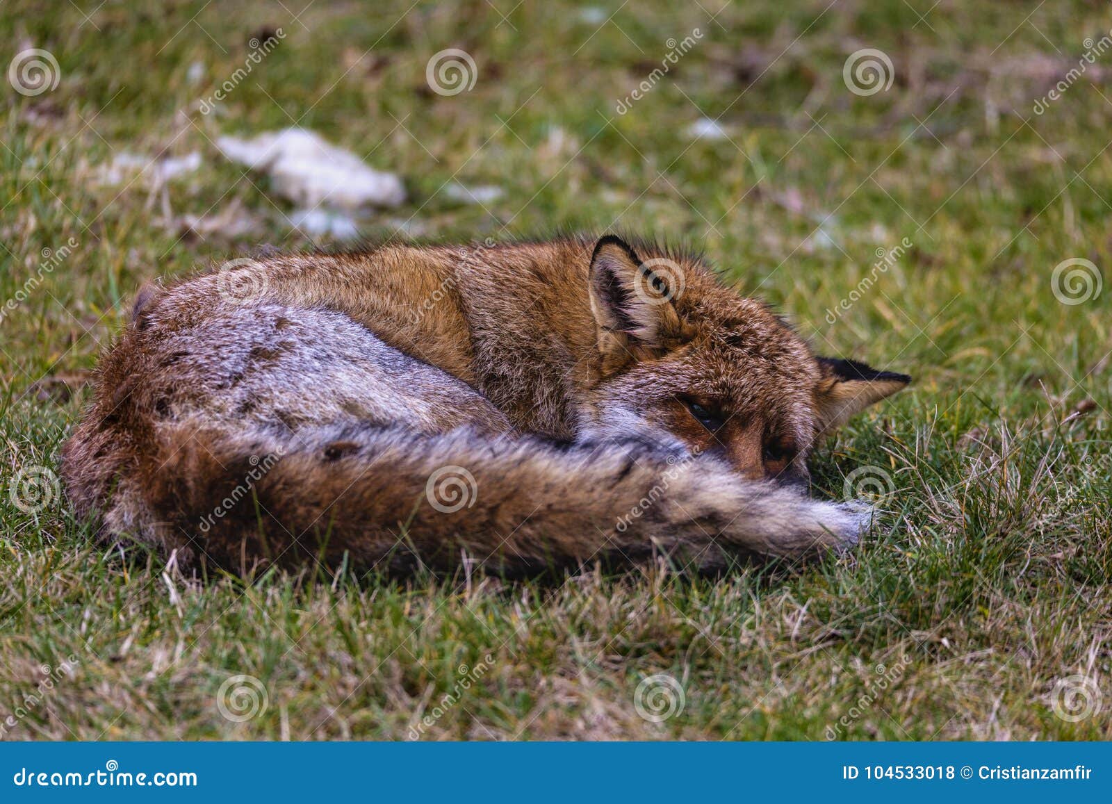 A Male fox stock photo. Image of wilde, beautiful, brown - 104533018