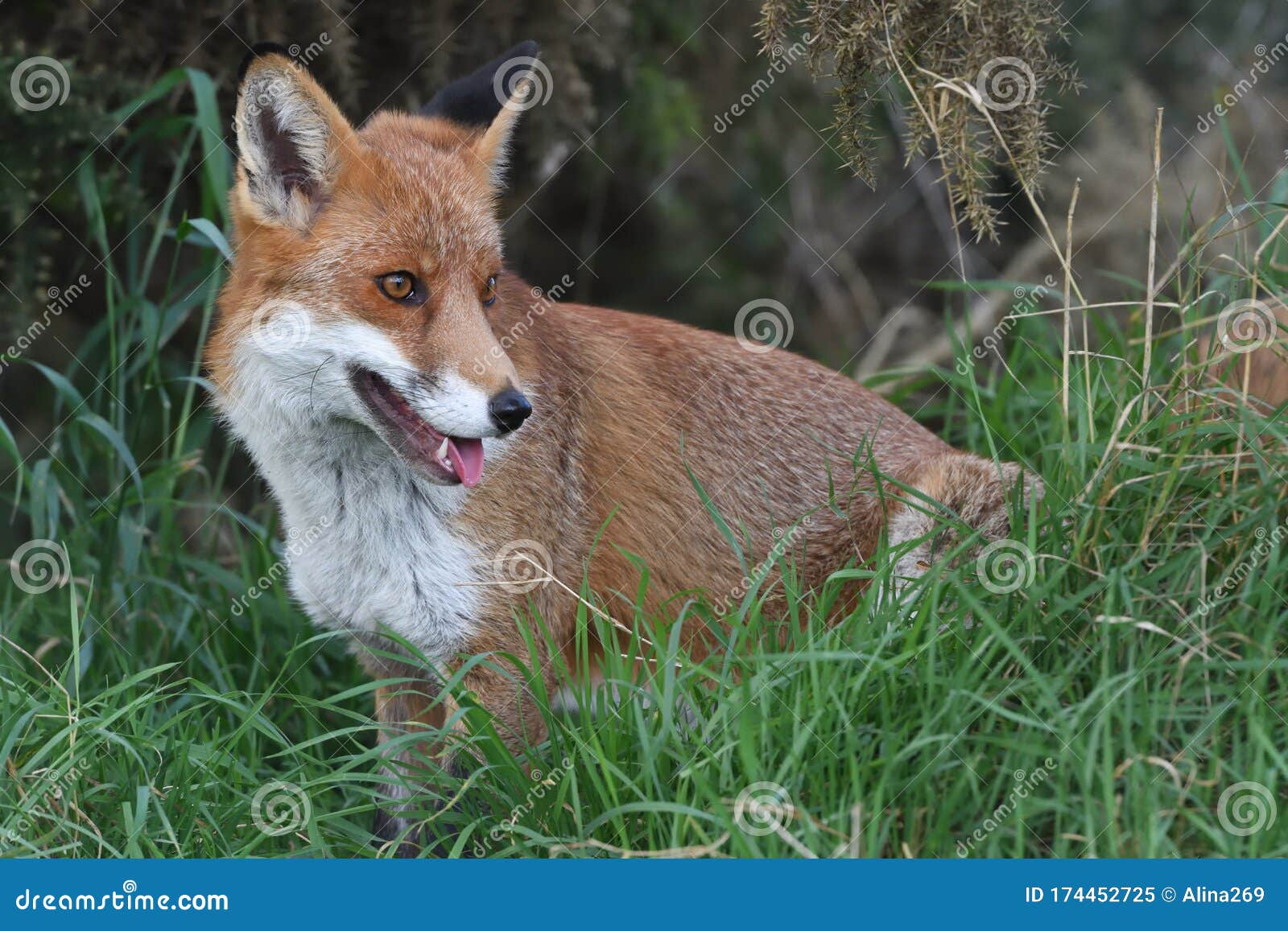 Male fox stock image. Image of carnivore, deep, wildlife - 174452725