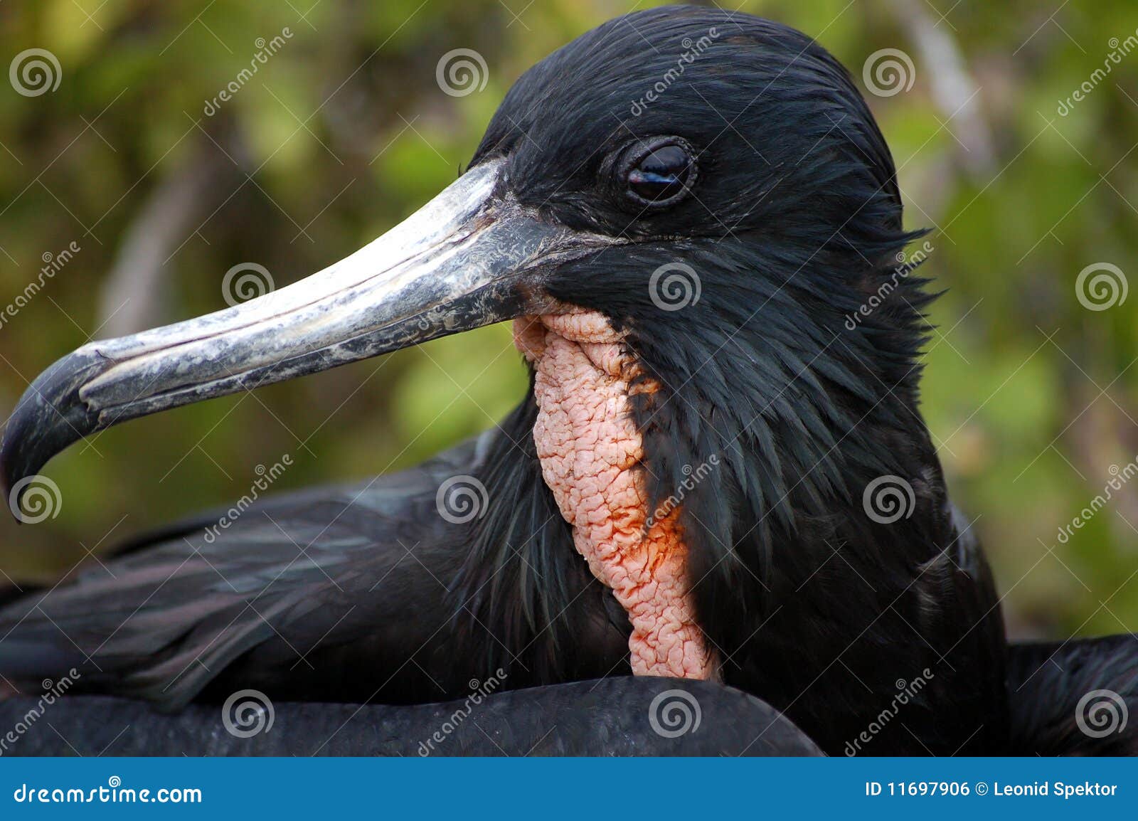 Male frigate bird. stock photo. Image of bird, vacation - 11697906