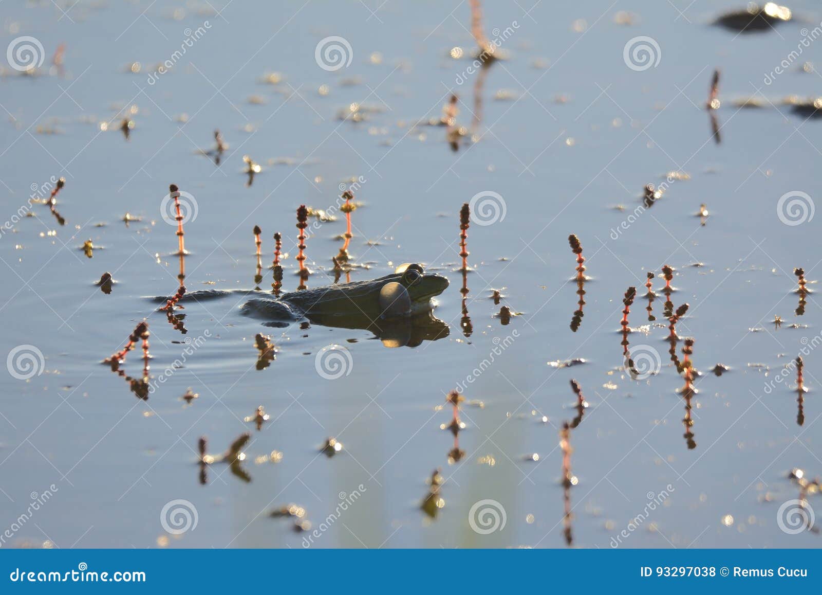 A Male Frog Singing in the Lake. Stock Photo - Image of predator ...