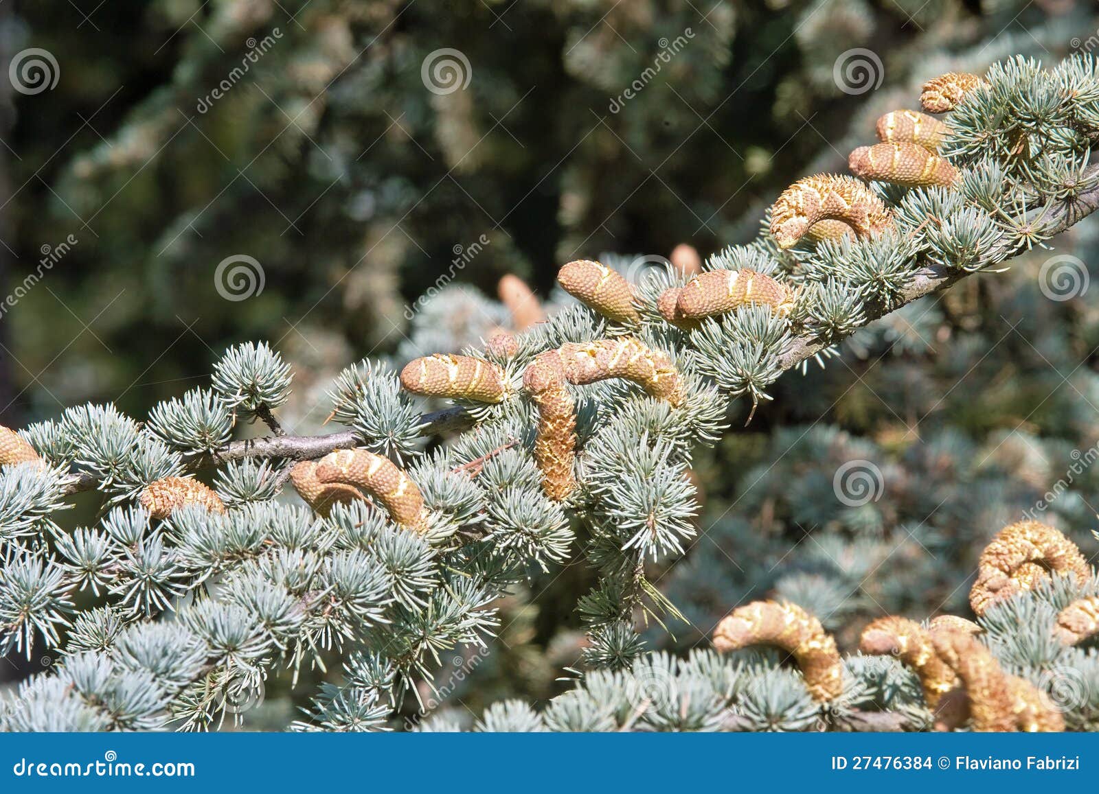 Male Fruits of the Atlas Cedar Stock Photo - Image of male, tree: 27476384