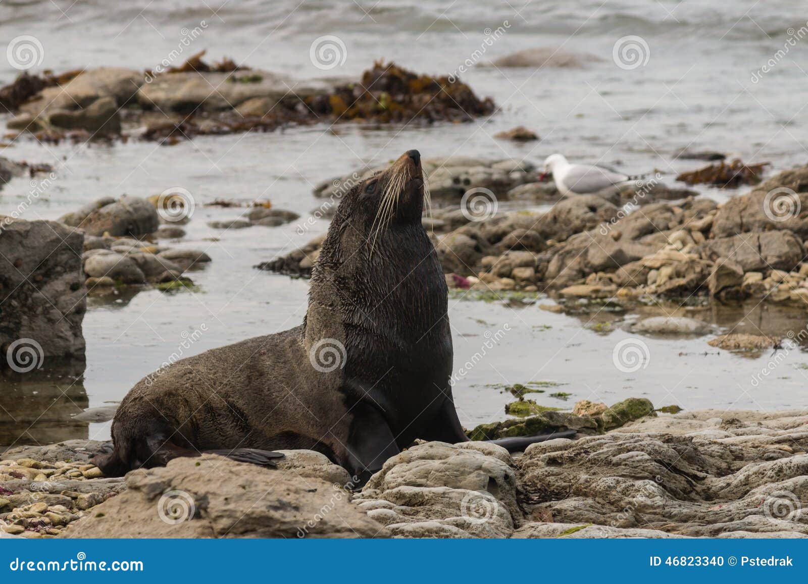Male fur seal basking stock photo. Image of flippers - 46823340