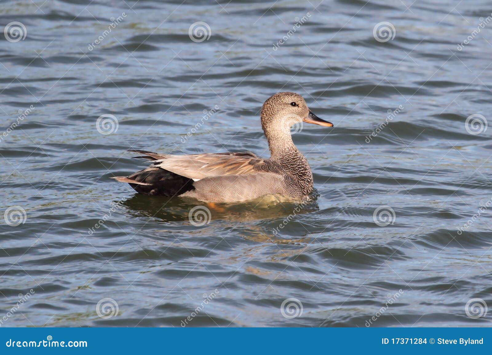 Male Gadwall stock photo. Image of strepera, nature, stream - 17371284