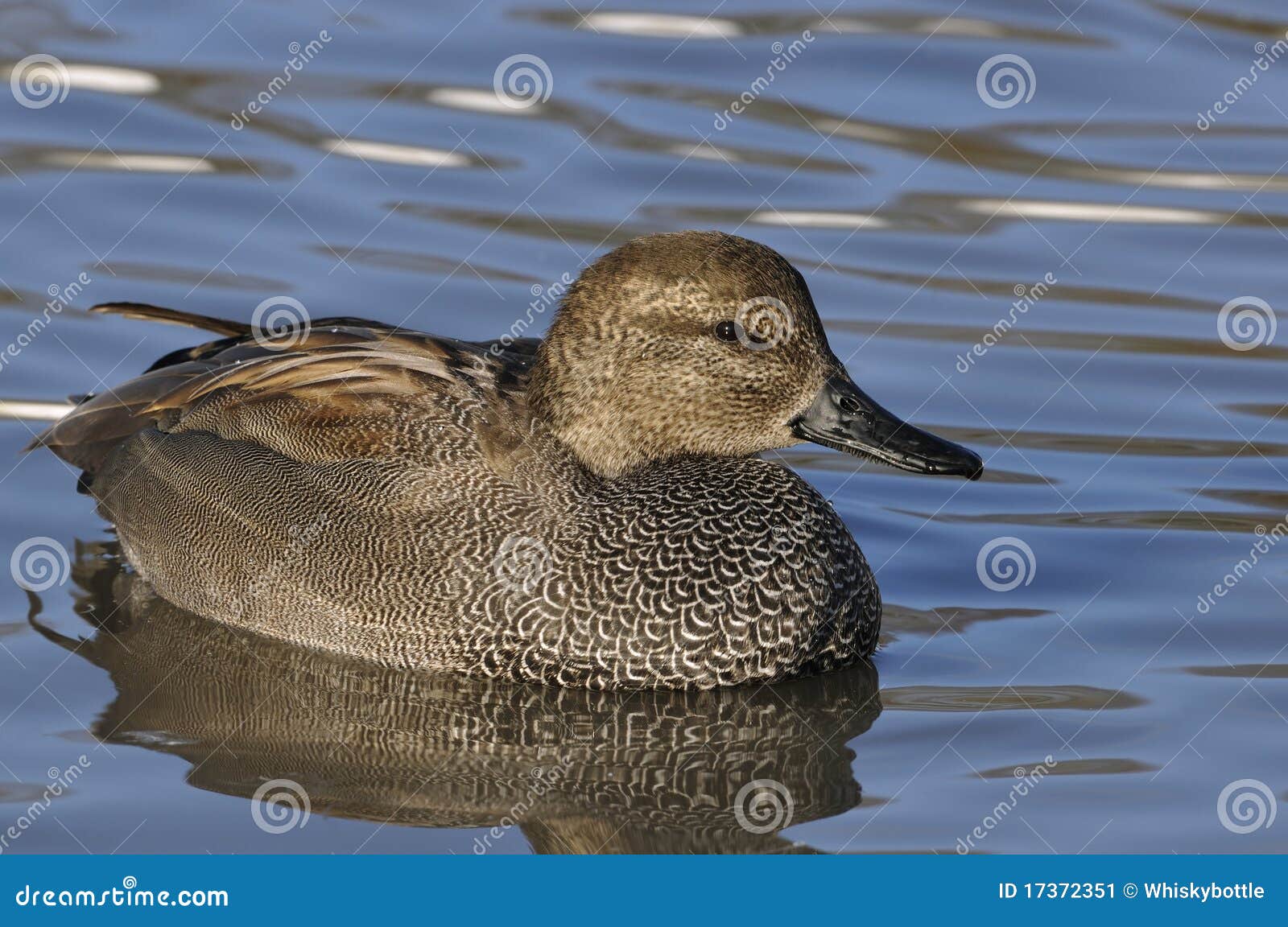 Male Gadwall duck stock image. Image of horizontal, british - 17372351