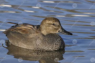 Male Gadwall duck stock image. Image of horizontal, british - 17372351