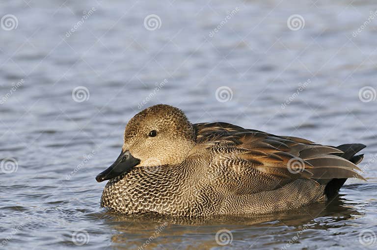 Male Gadwall Duck stock photo. Image of wild, nature - 29012916