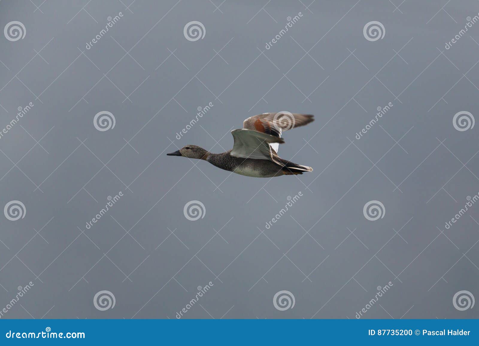 Male Gadwall Duck Anas Strepera in Flight Stock Photo - Image of ...