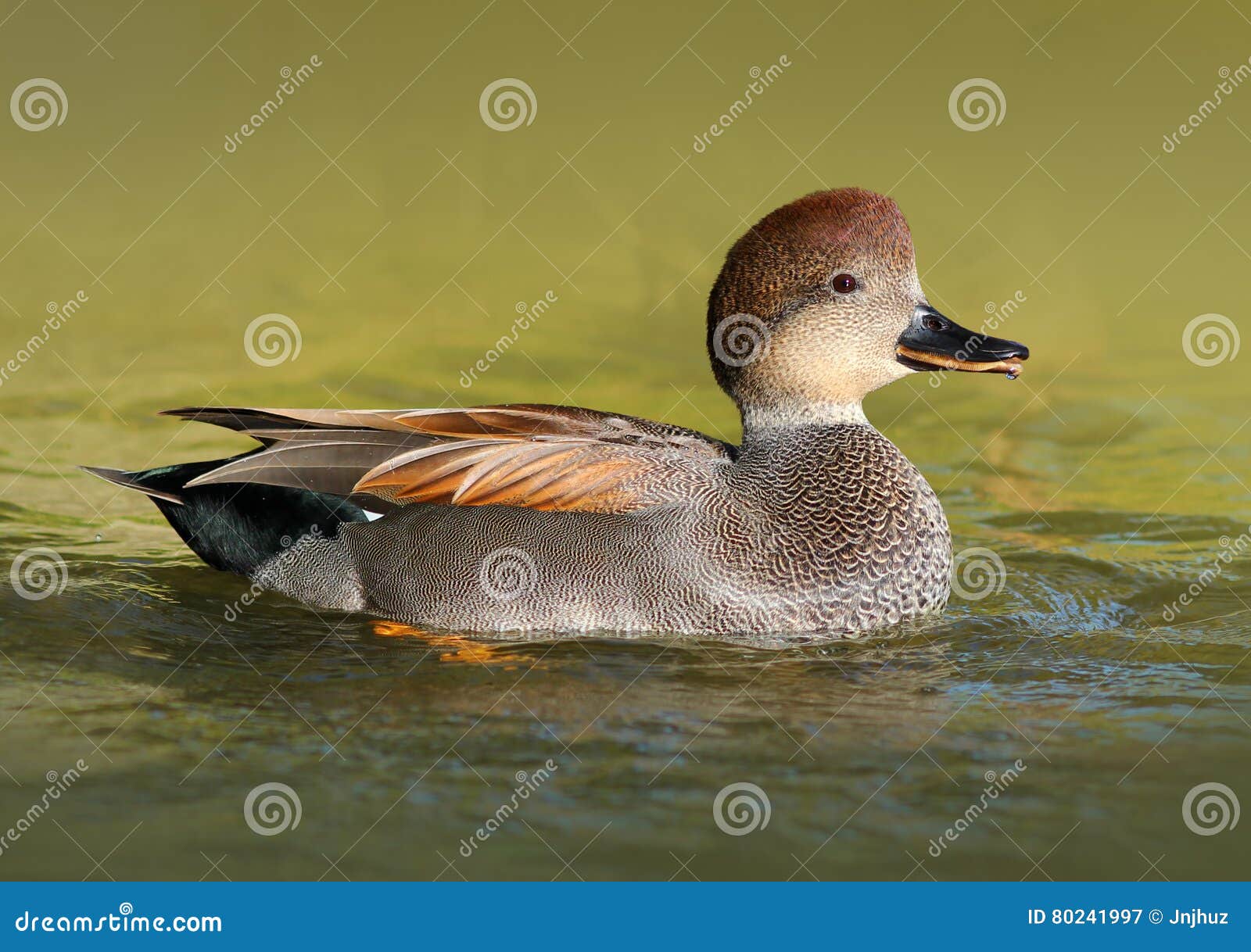 Gadwall Royalty-Free Stock Photo | CartoonDealer.com #27373383