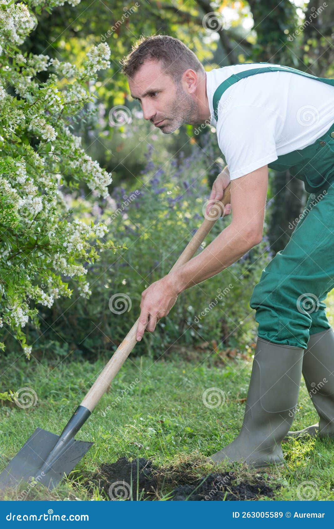 Male Gardener Digging Earth with Spade Stock Image - Image of dirt ...