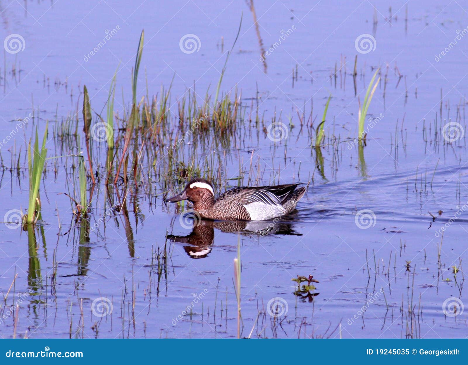 Male Garganey Duck stock image. Image of wildfowl, querquedula - 19245035