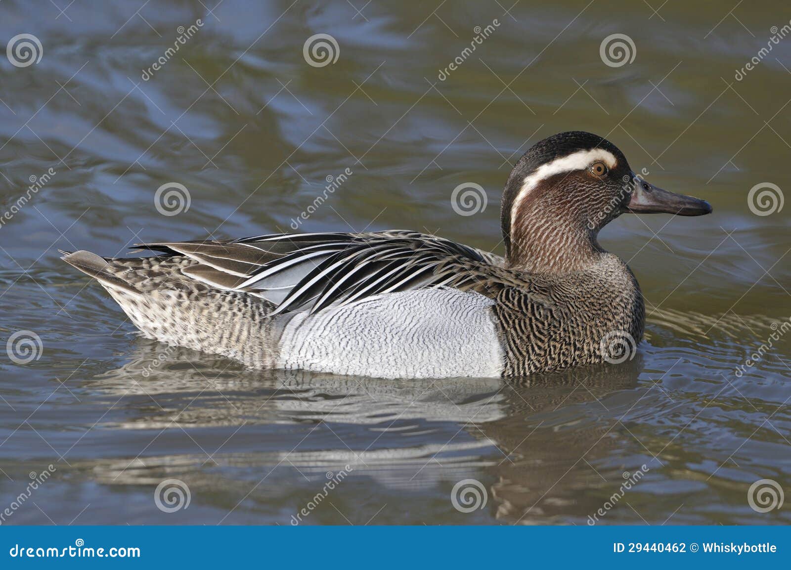 Male Garganey Duck stock photo. Image of couple, lake - 29440462