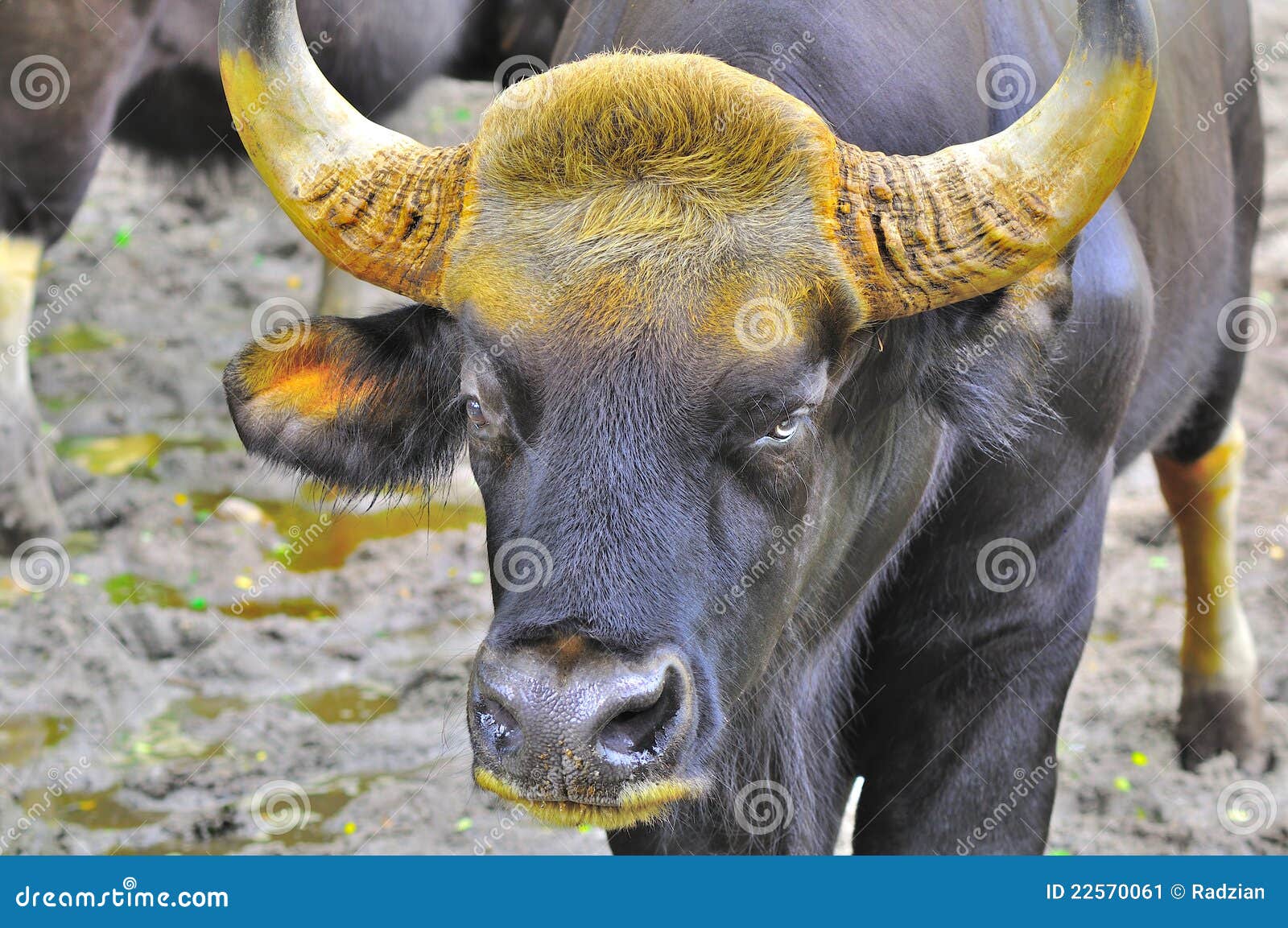 Male Gaur stock image. Image of chew, powerful, ancient - 22570061