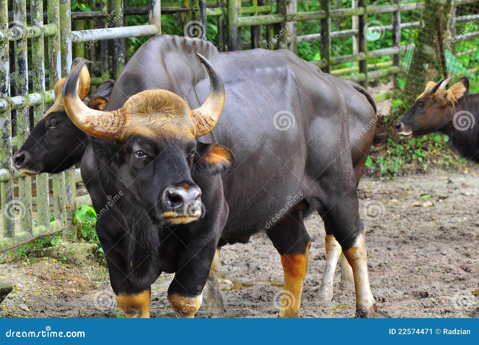 Male Gaur stock image. Image of malaysia, cattle, strong - 22574471