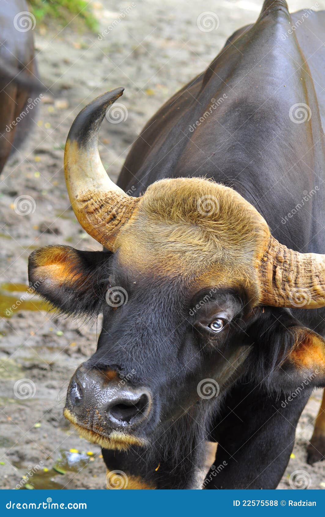 Male Gaur stock photo. Image of wild, gaur, bovine, munch - 22575588