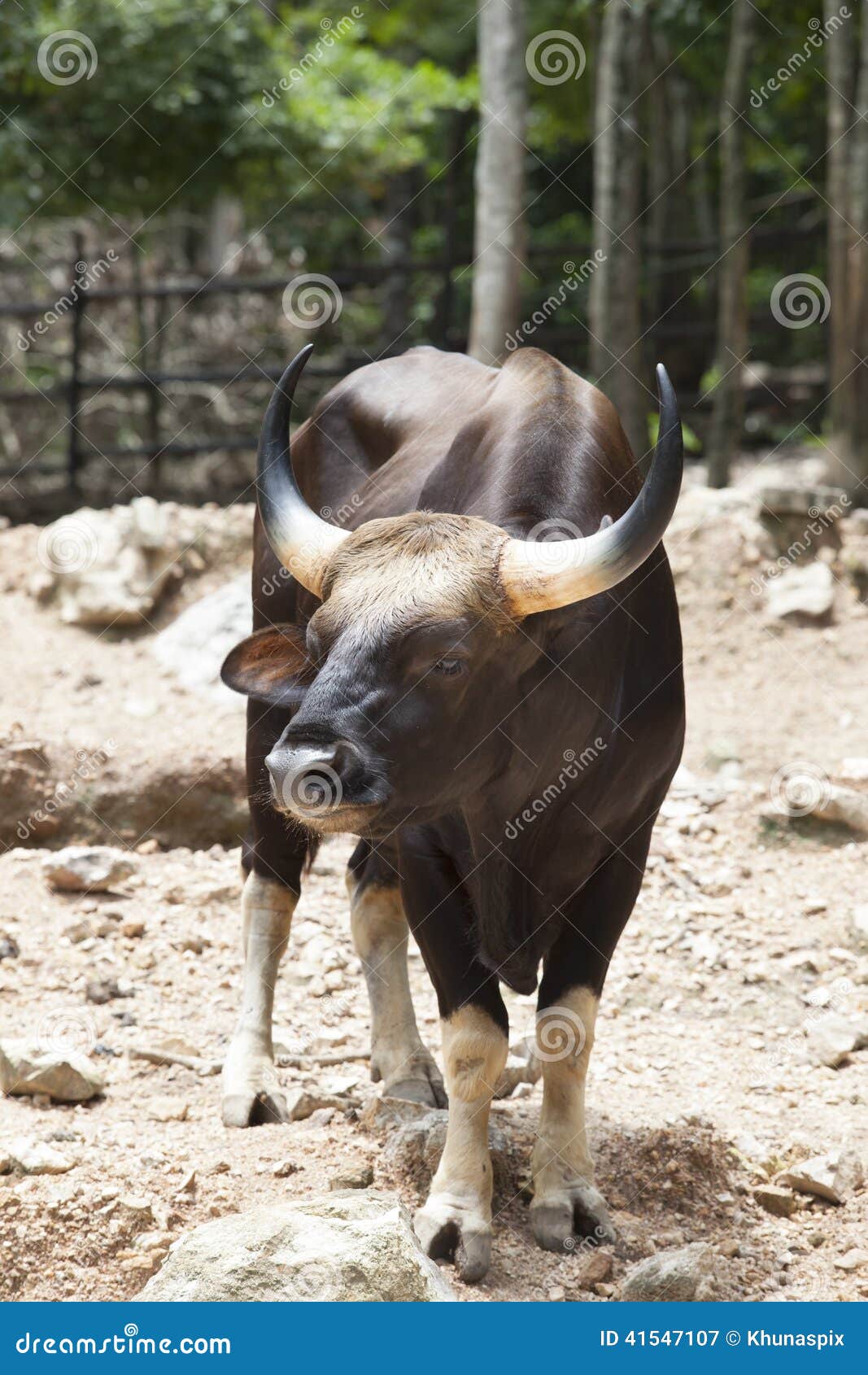 Male Gaurs Standing on Field Stock Image - Image of bull, herbivorous ...