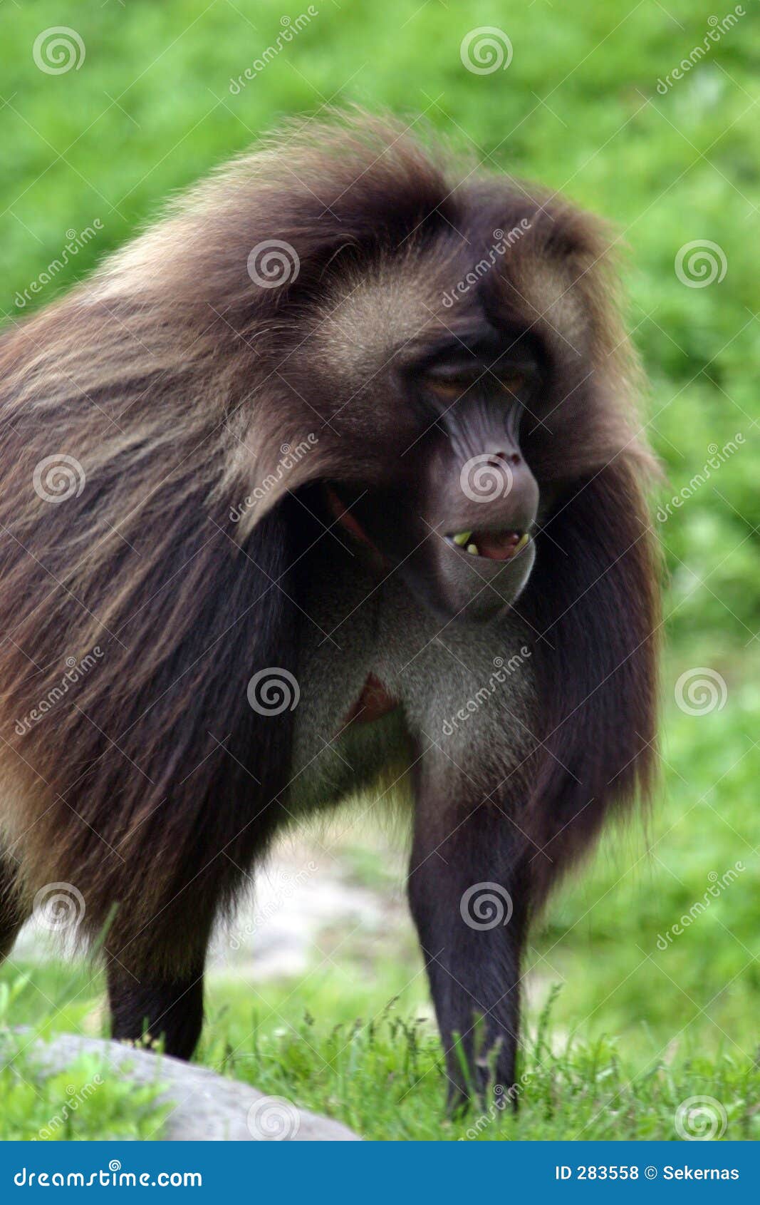 Gelada Baboon Theropithecus Gelada Eating The Stag Beetle Stock Photo ...