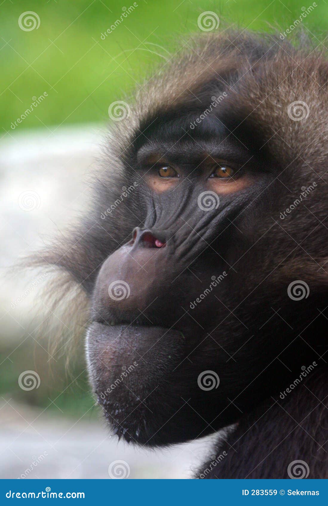 Gelada Baboon Family Stock Photography | CartoonDealer.com #14199836