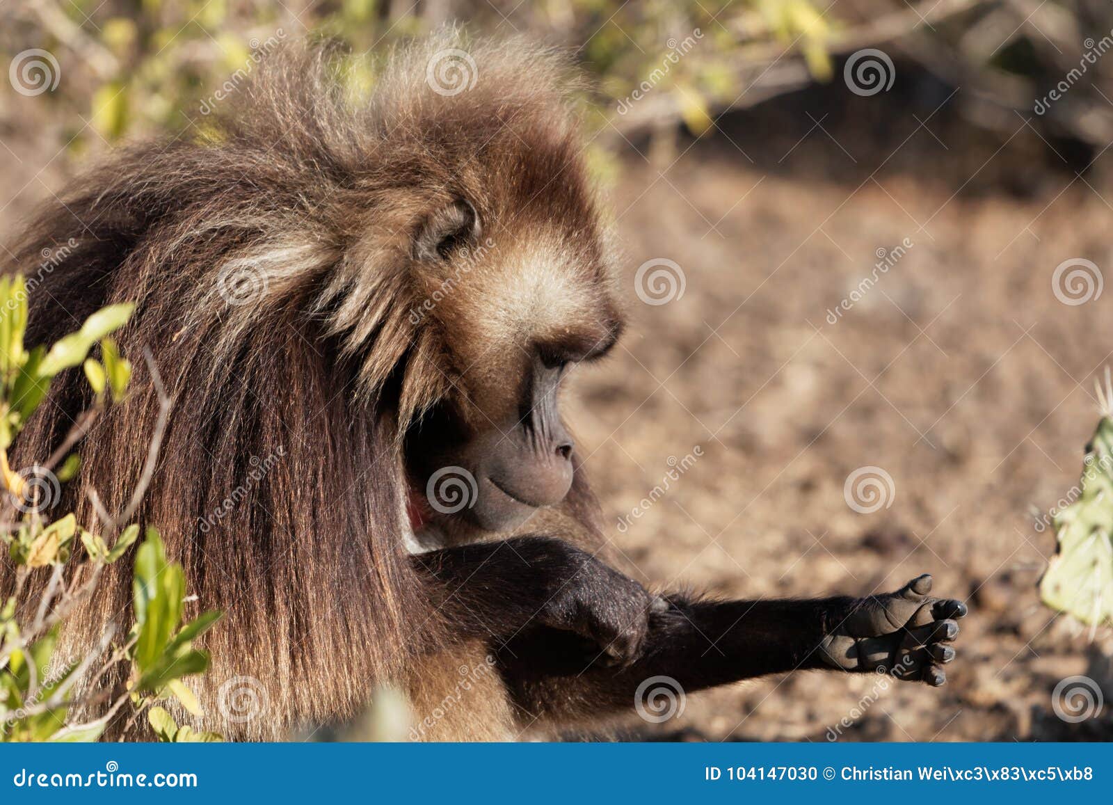Male Gelada Baboon Theropithecus Gelada in Ethiopia. Stock Photo ...
