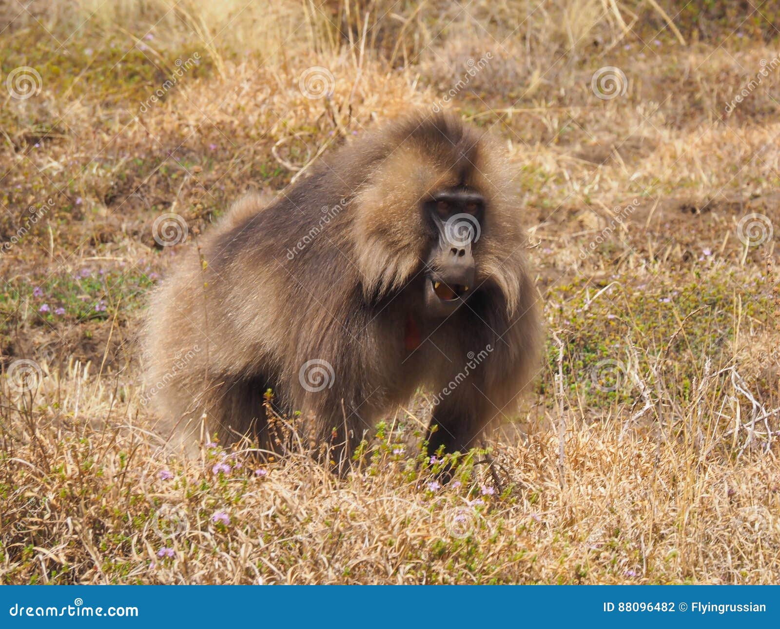 Male Gelada Baboon, Theropithecus Gelada, in Ethiopia Stock Photo ...
