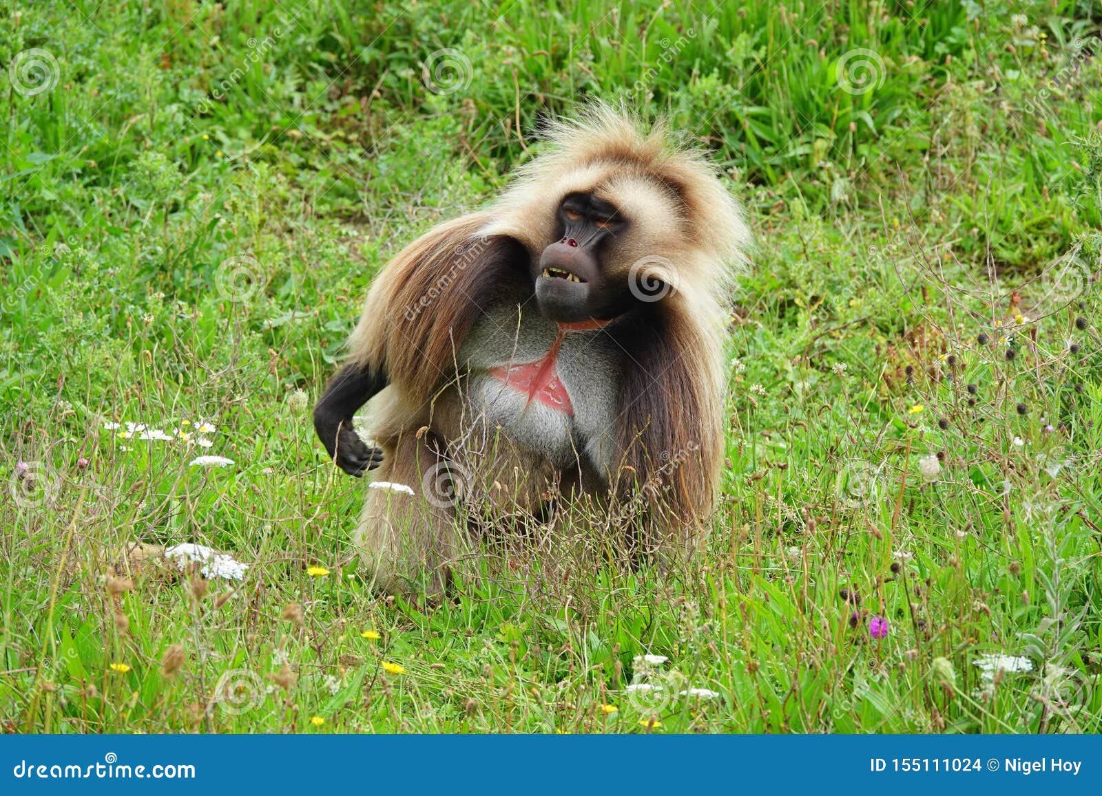A Male Gelada Monkey Sitting in the Grass Stock Photo - Image of heart ...