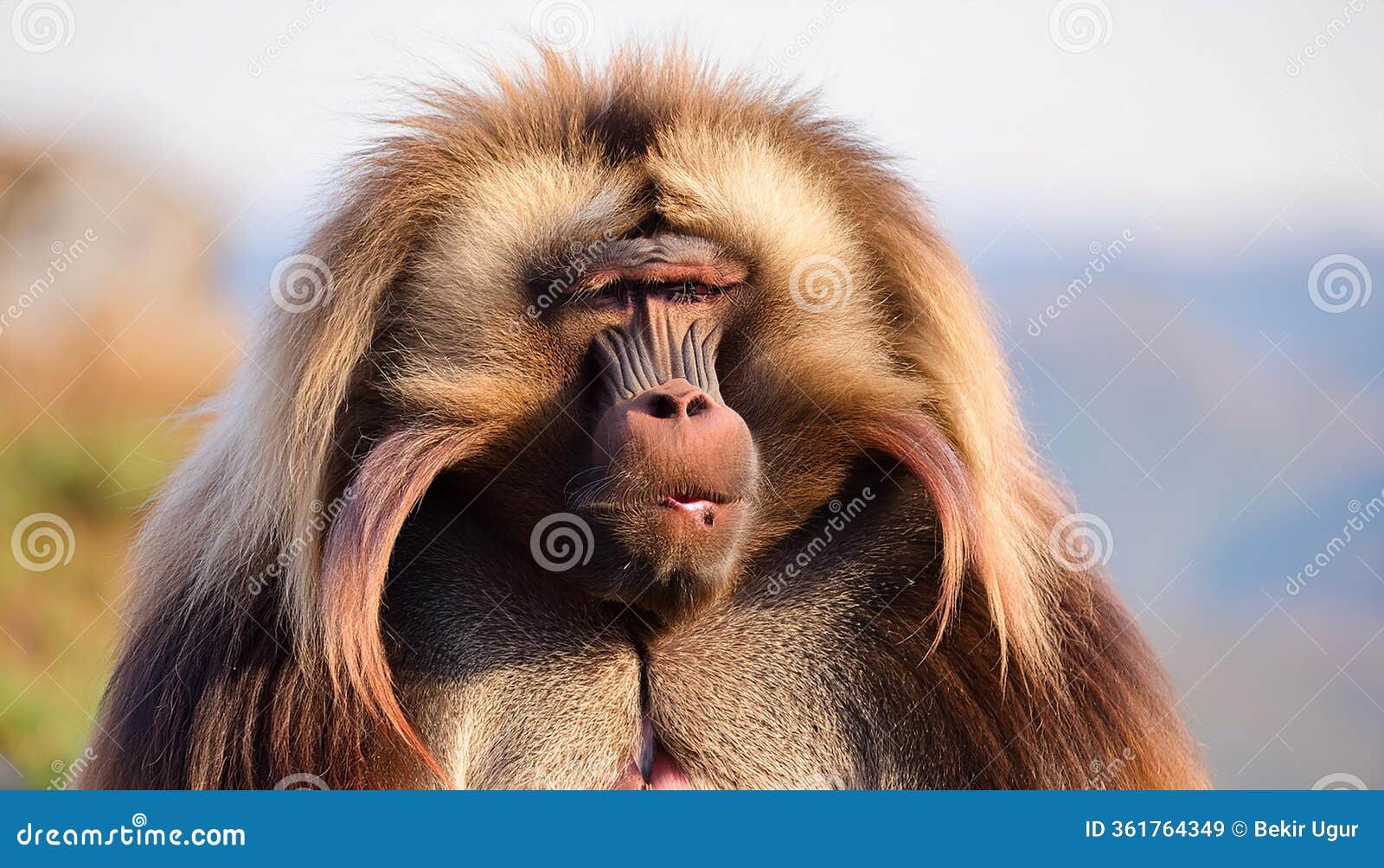 Male Gelada, Theropithecus Gelada, Hairy Primate, Face Expression Stock ...
