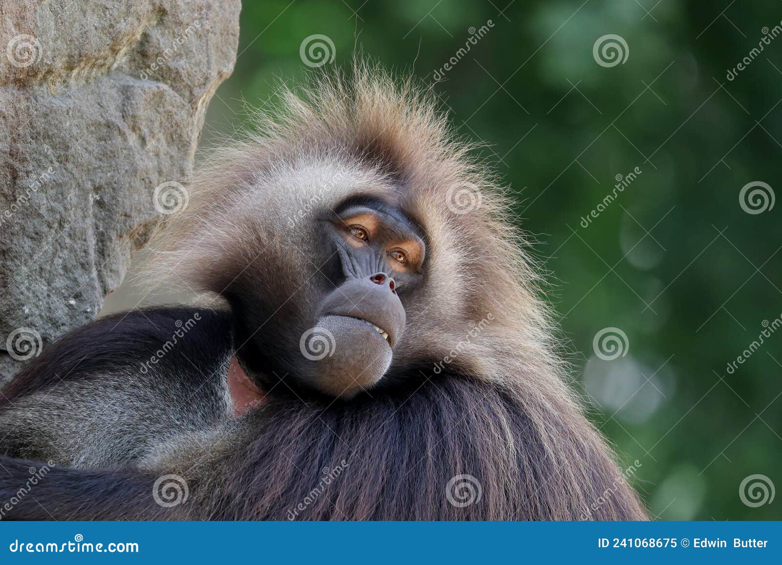 Male Gelada, Theropithecus Gelada, Hairy Primate Stock Image - Image of ...