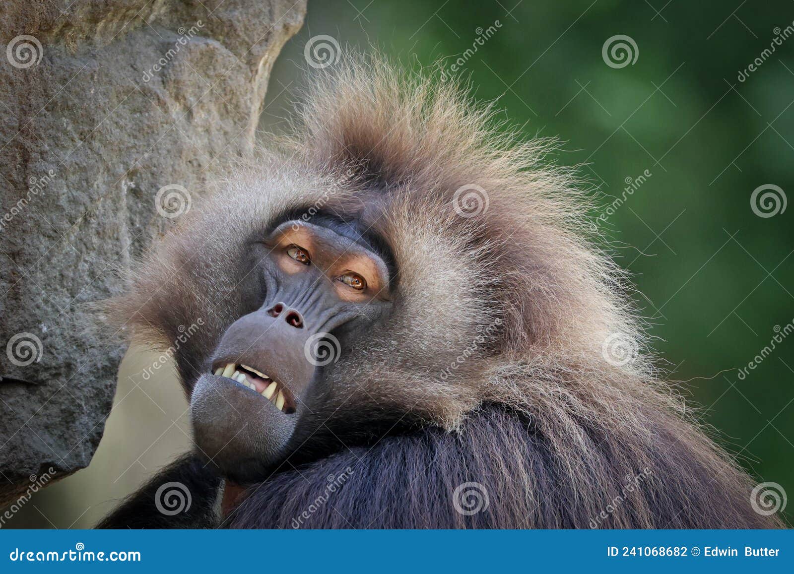 Male Gelada, Theropithecus Gelada, Hairy Primate Stock Photo - Image of ...