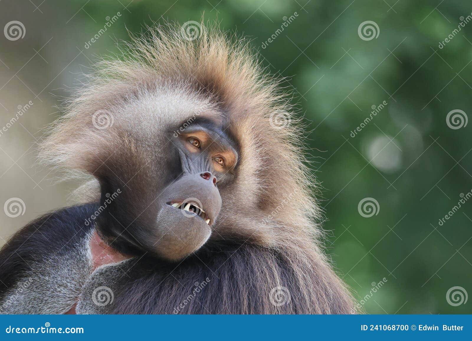 Male Gelada, Theropithecus Gelada, Hairy Primate Stock Photo - Image of ...