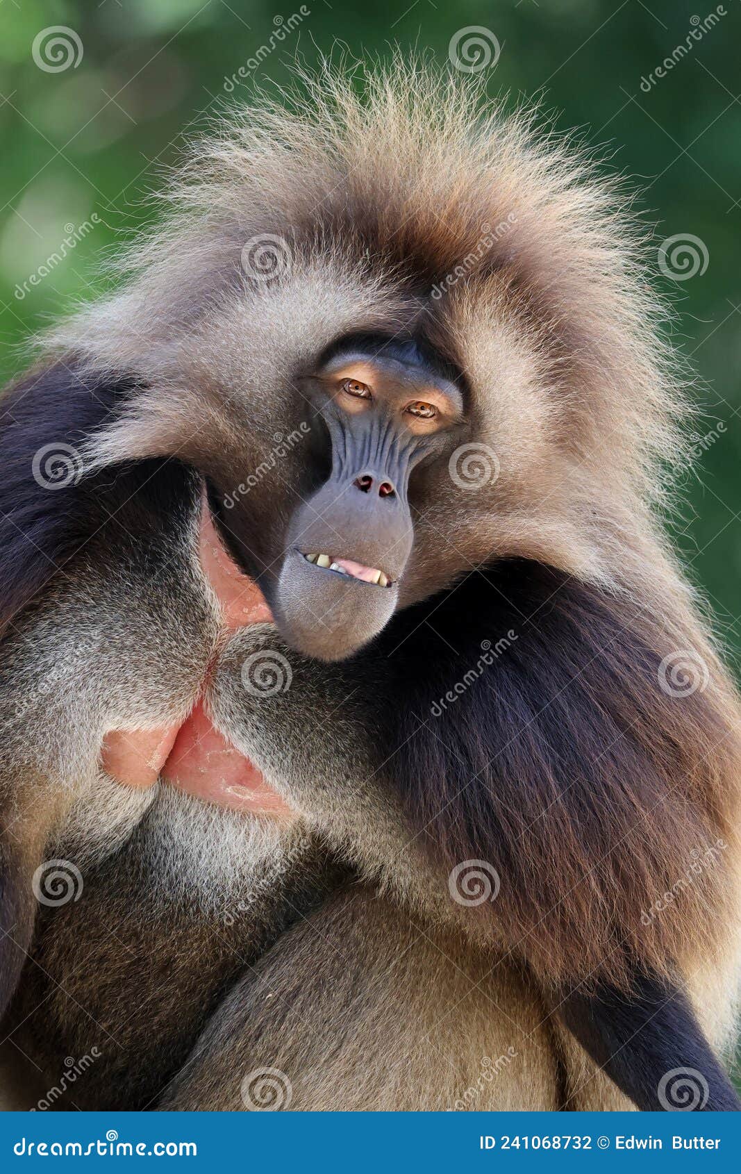 Male Gelada, Theropithecus Gelada, Hairy Primate Stock Photo - Image of ...