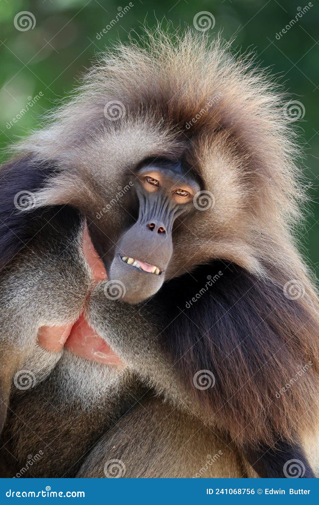 Male Gelada, Theropithecus Gelada, Hairy Primate Stock Photo - Image of ...