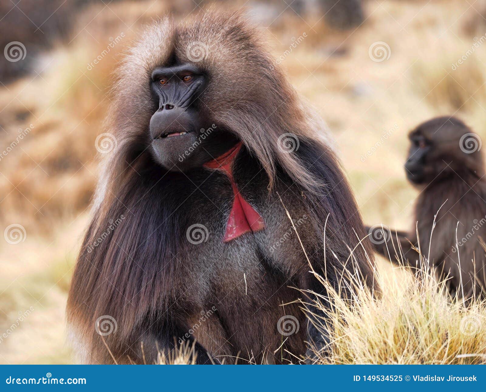 Male Gelada, Theropithecus Gelada, in Simien Mountains of Ethiopia ...