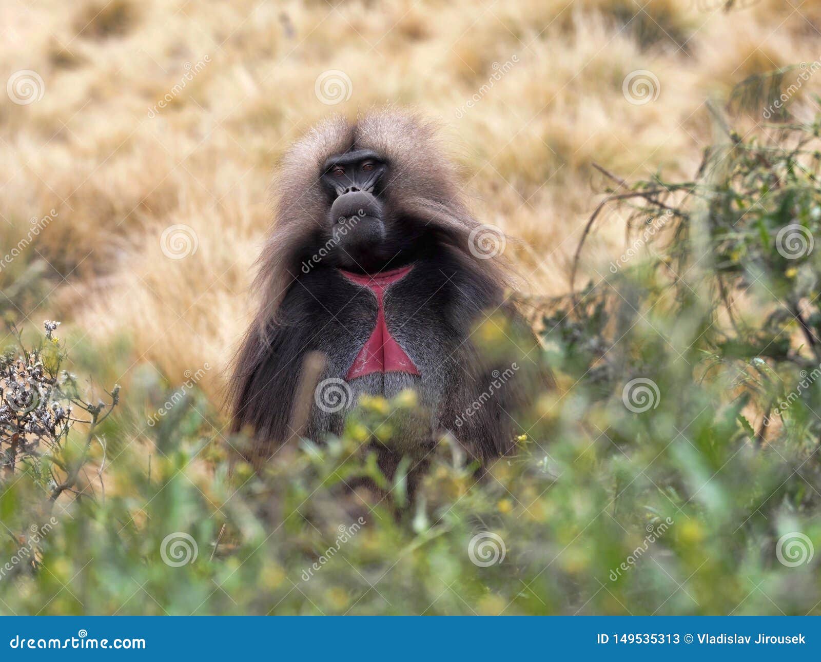 Male Gelada, Theropithecus Gelada, in Simien Mountains of Ethiopia ...