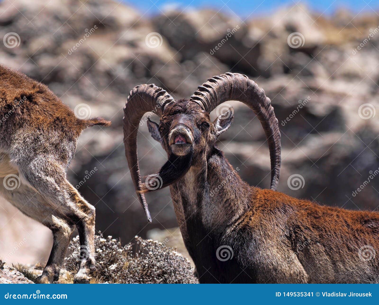 Walia Ibex, Capra Walia , is the Rarest Ibex, in the Simien Mountains ...