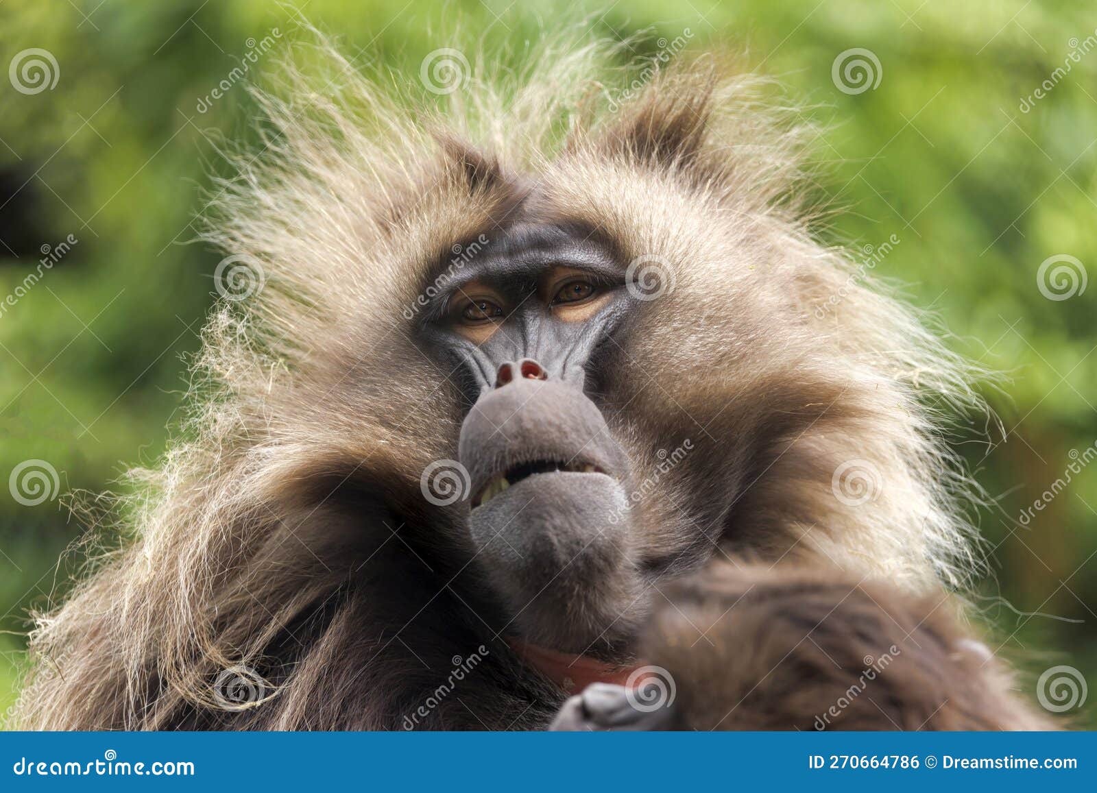 Male Gelada (Theropithecus Gelada) Stock Photo - Image of forest ...