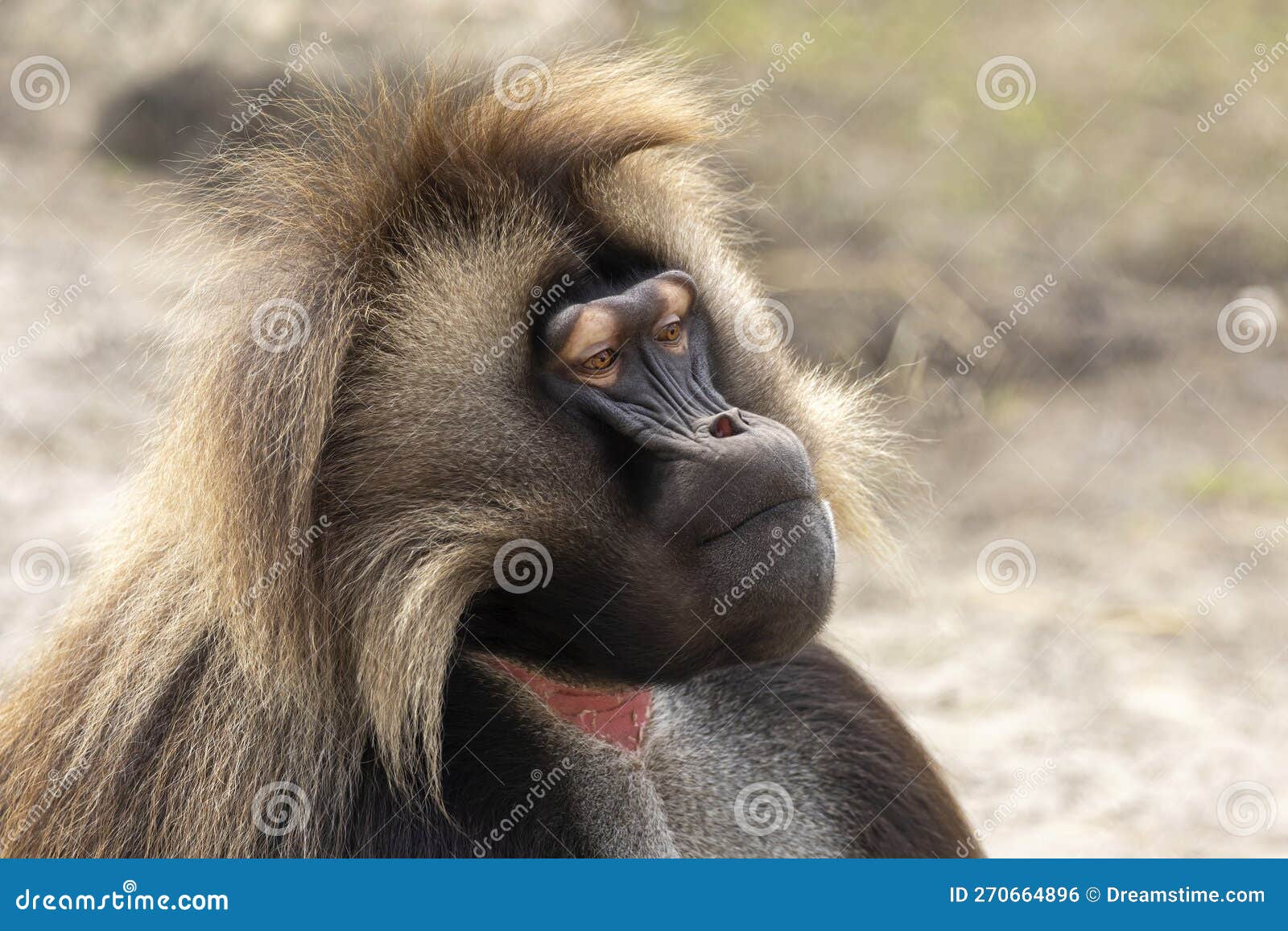 Male Gelada (Theropithecus Gelada) Stock Photo - Image of forest, asia ...