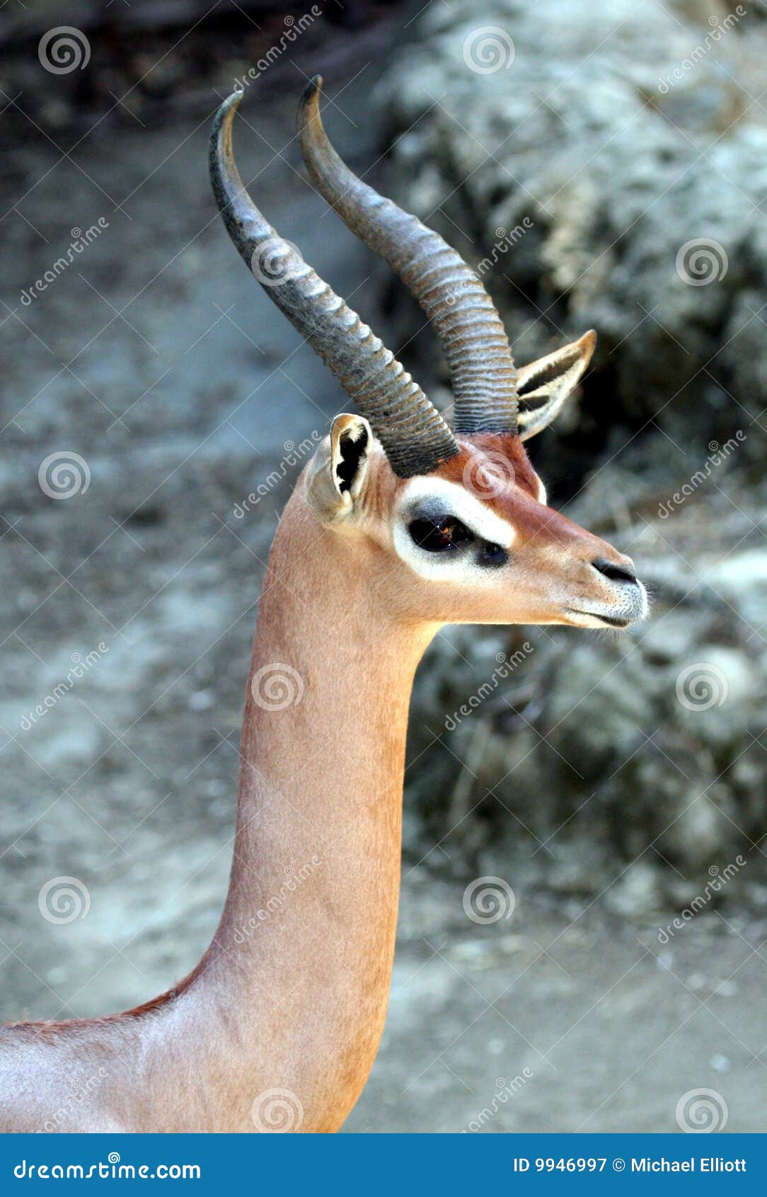 Male Gerenuk stock image. Image of male, gerenuk, gazelle - 9946997