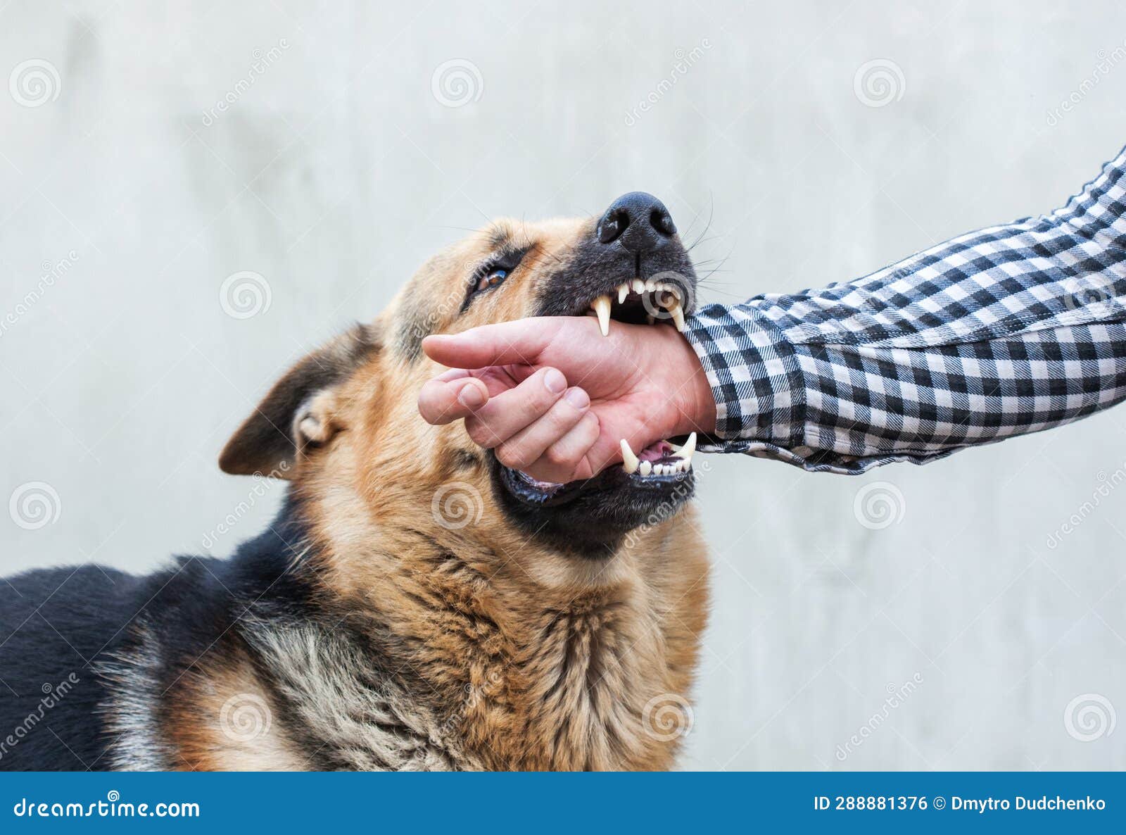A Male German Shepherd Bites a Man by the Hand Stock Photo - Image of ...