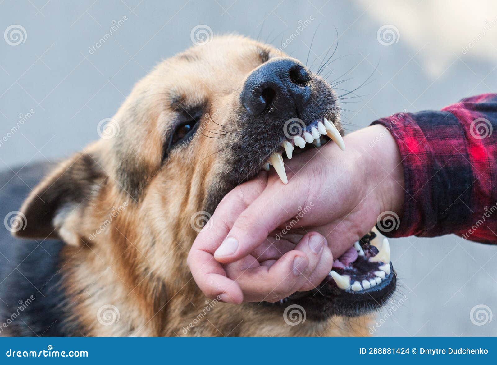 A Male German Shepherd Bites a Man by the Hand Stock Photo - Image of ...