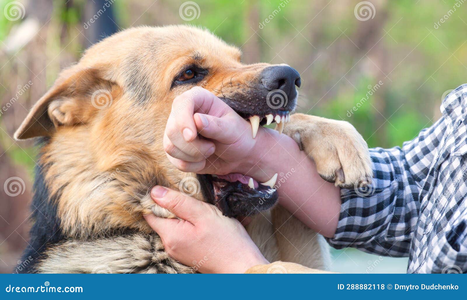 A Male German Shepherd Bites a Man by the Hand Stock Photo - Image of ...