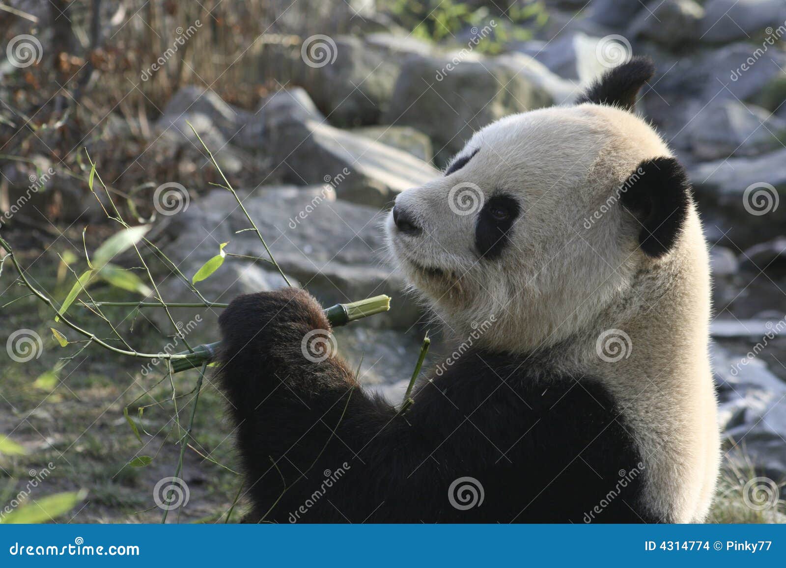 Male Giant Panda Eating Bamboo Stock Photo - Image of endangered ...