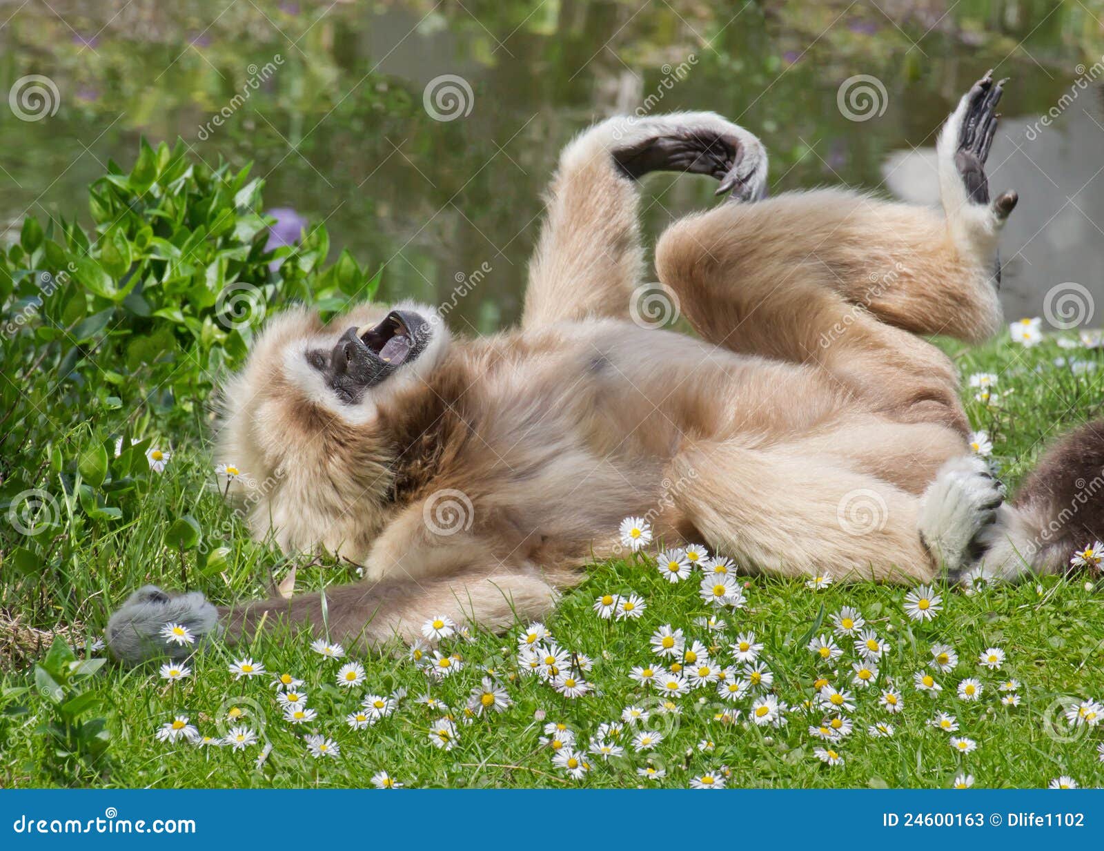 Male Gibbon in Field on Green Grass Stock Image - Image of acrobatic ...