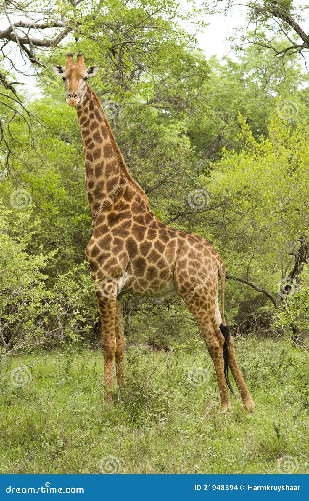 Male Giraffe stock photo. Image of neck, pattern, grassland - 21948394